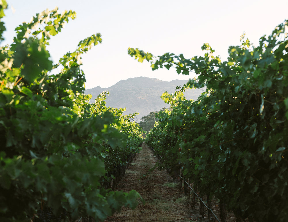 The Estate – Clos Du Val